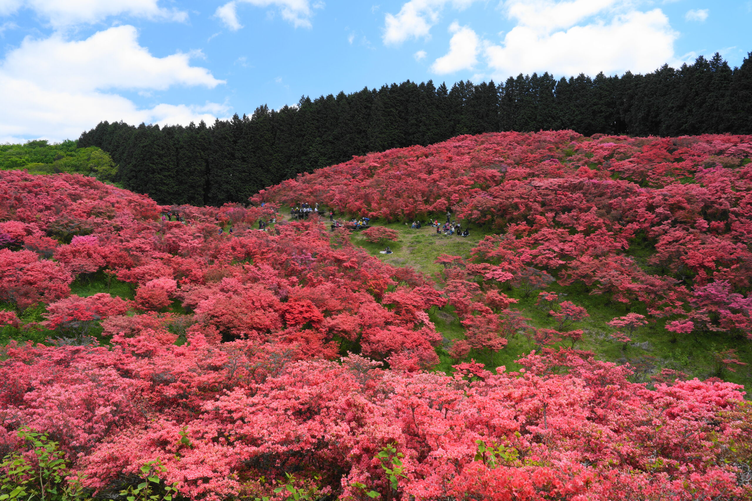 DSC09801-1-1 | ゆうさんの山 Ⅲ